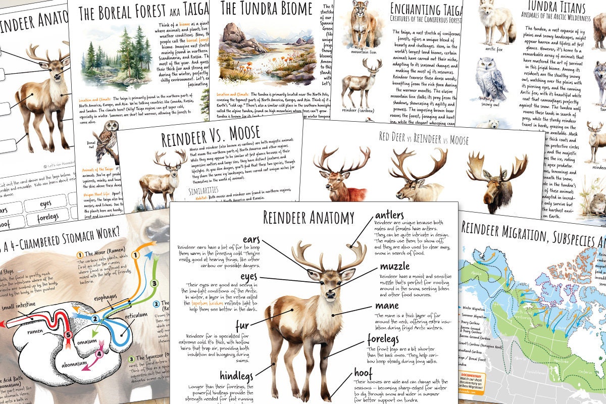 REINDEER Caribou Nature Unit Study, Printables, Lifecycle, Migration ...