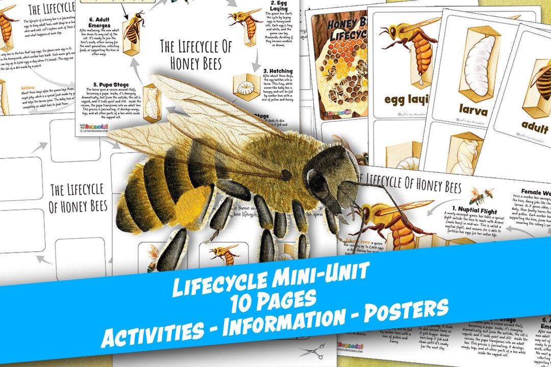HONEY BEE LIFECYCLE Worksheet 10 Pages, Poster and Labeling Activity, 3 ...