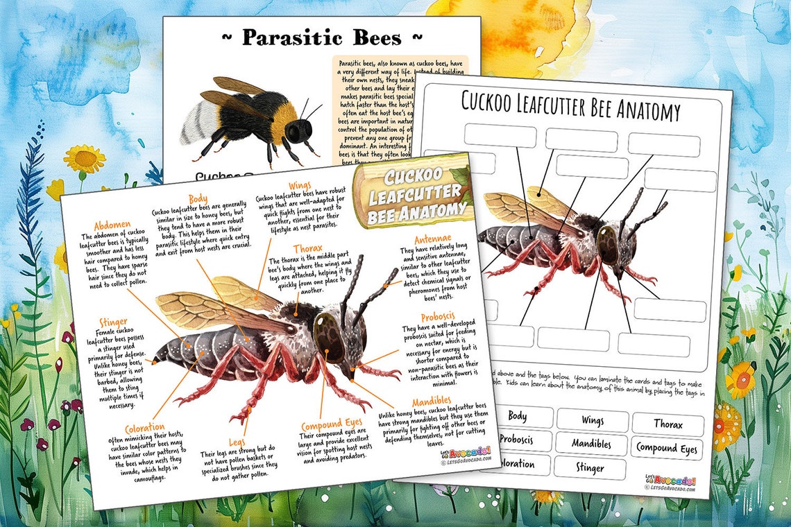 CUCKOO BEE ANATOMY Worksheet 3 Pages, Bee Poster and Labeling Activity ...
