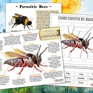 CUCKOO BEE ANATOMY Worksheet 3 Pages, Bee Poster and Labeling Activity ...