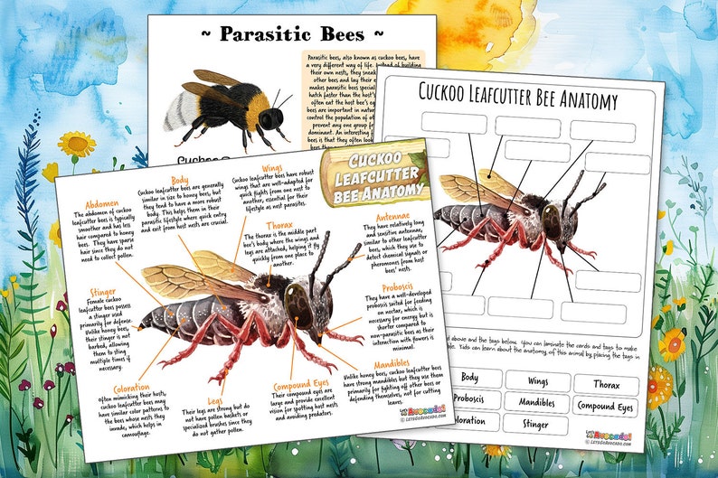 CUCKOO BEE ANATOMY Worksheet 3 Pages, Bee Poster and Labeling Activity ...