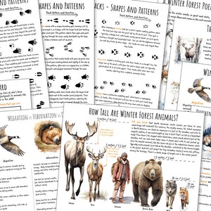 WINTER FOREST Animals Nature Unit, Winter Unit Study, Life Cycles ...