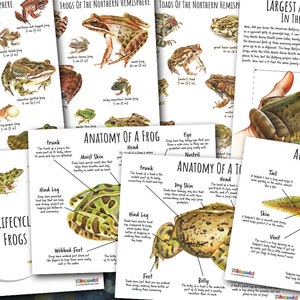 FROG and TOAD POSTERS, Species Posters, Lifecycle, Anatomy, Tadpole ...