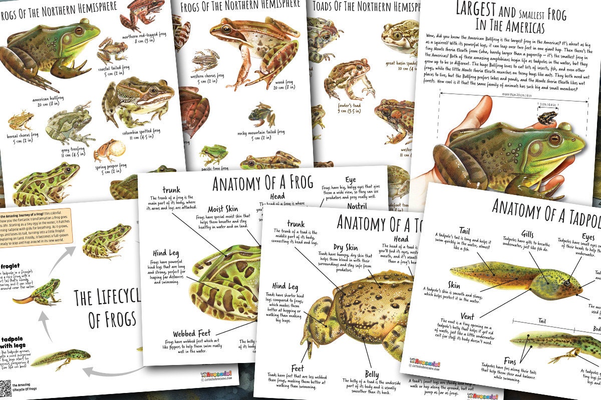 FROG and TOAD POSTERS, Species Posters, Lifecycle, Anatomy, Tadpole ...