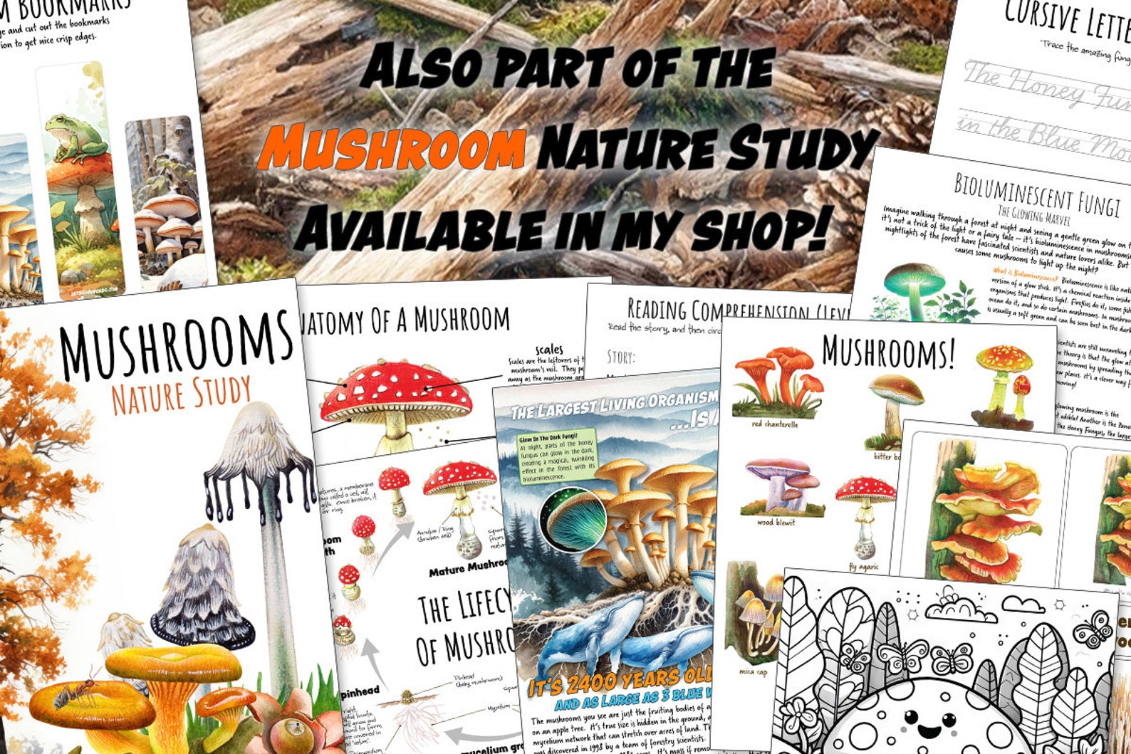 MUSHROOM LIFECYCLE Worksheet 12 Pages, Poster and Labeling Activity, 3 ...