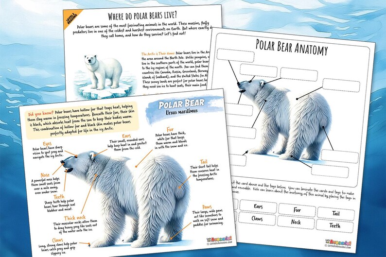 POLAR BEAR ANATOMY, Unit Study, Homeschool Printables, Anatomy, Science ...