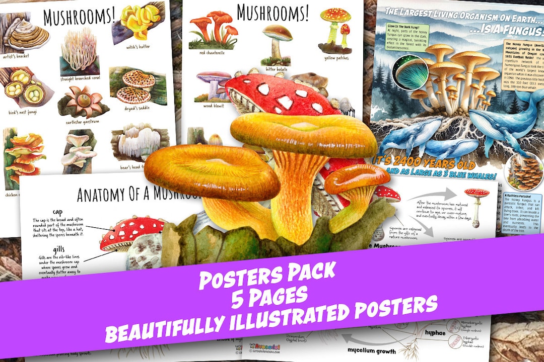MUSHROOM POSTERS, Species Posters, Lifecycle, Anatomy, Information ...