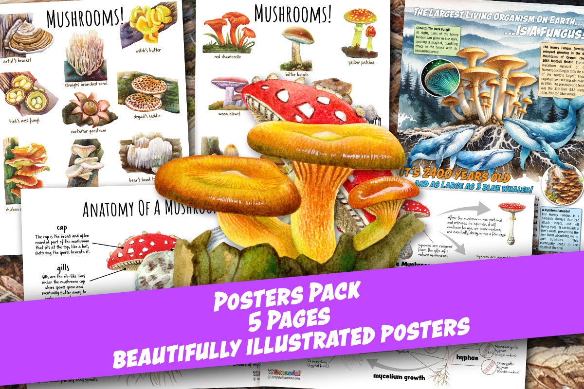 MUSHROOM POSTERS, Species Posters, Lifecycle, Anatomy, Information ...