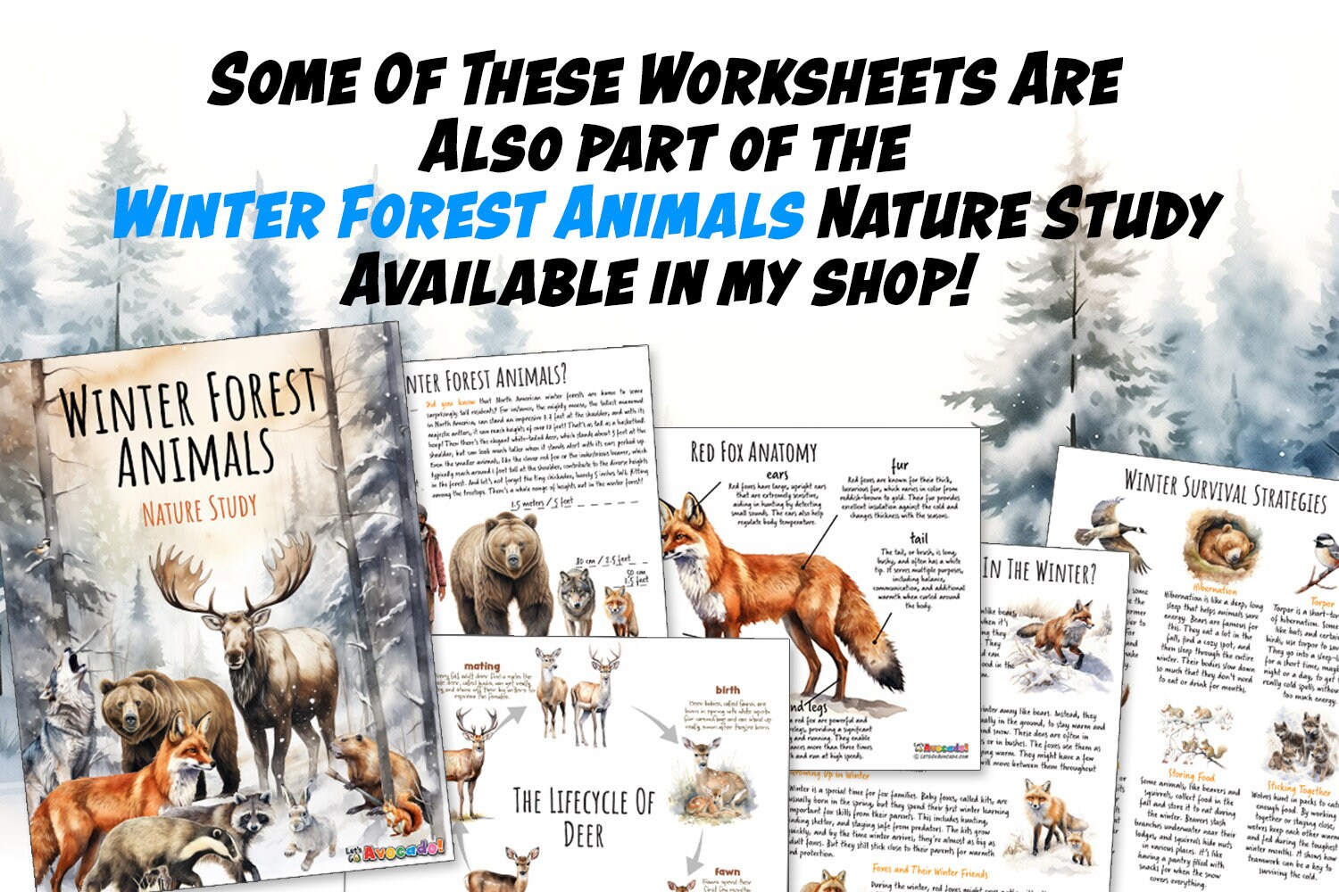 GRIZZLY BEAR LIFECYCLE Worksheet 11 Pages, Poster and Labeling Activity ...