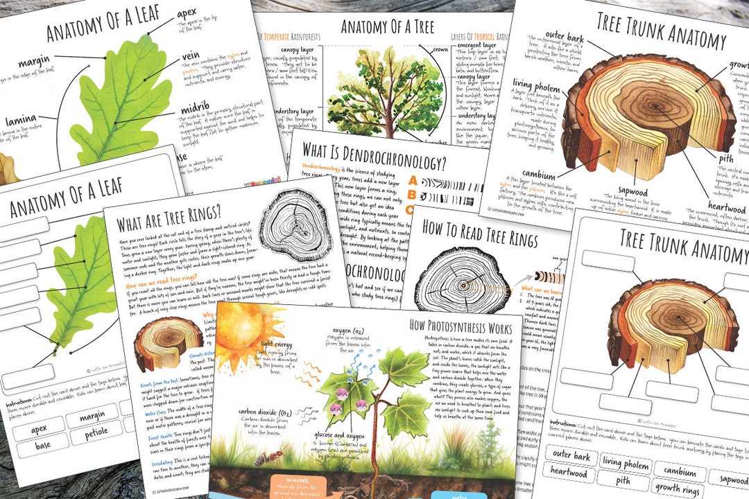 TREE Nature Unit, HUGE Printables Collection, Leaf Shape, Life Cycle ...