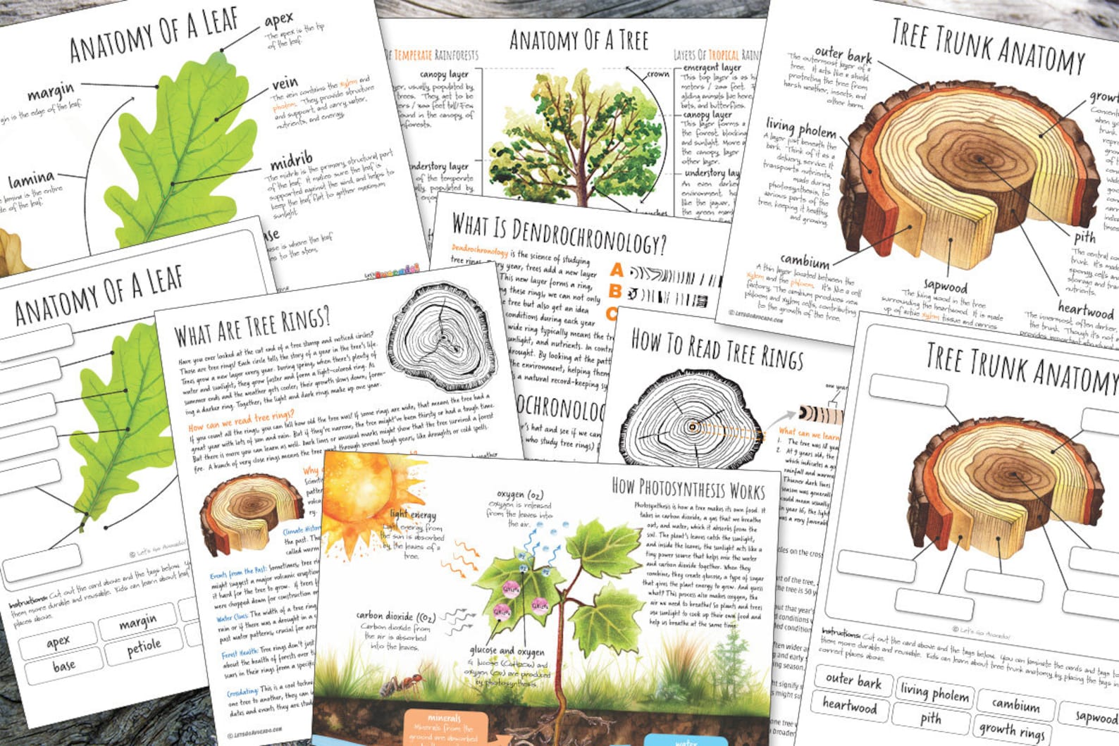 TREE Nature Unit, HUGE Printables Collection, Leaf Shape, Life Cycle ...