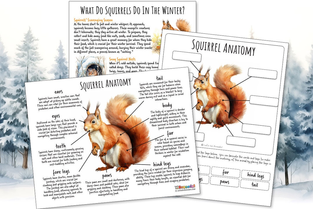 SQUIRREL ANATOMY Worksheet 3 Pages, Poster and Labeling Activity ...