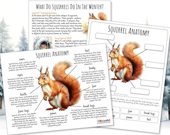 BADGER Anatomy, Poster and Labeling Activity, Homeschool, Instant ...