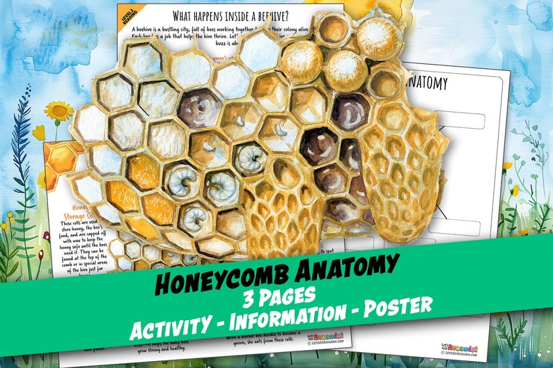 HONEYCOMB ANATOMY Worksheet 3 Pages, Bee Poster and Labeling Activity ...