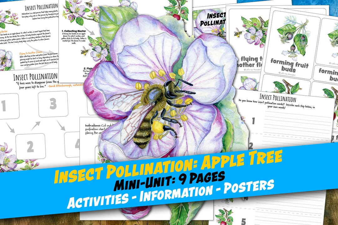 INSECT POLLINATION of Apple Tree, Worksheets 9 Pages, Poster and ...