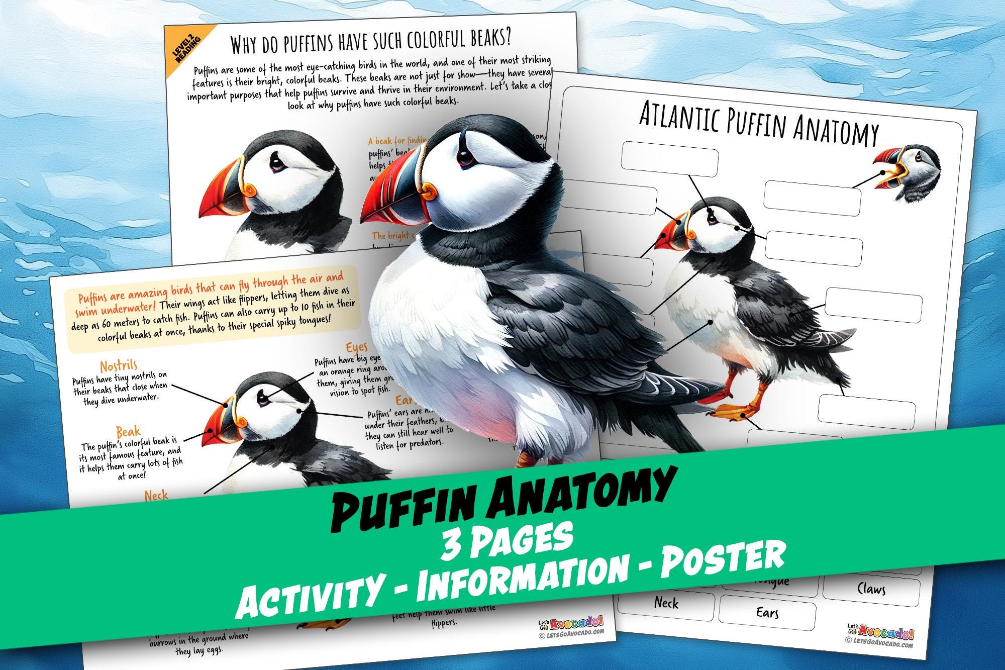 PUFFIN ANATOMY Worksheet 3 Pages, Poster and Labeling Activity ...