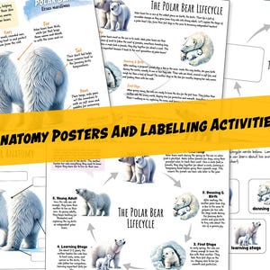 POLAR BEAR NATURE Study, Unit Study, Homeschool Printables, Life Cycle ...