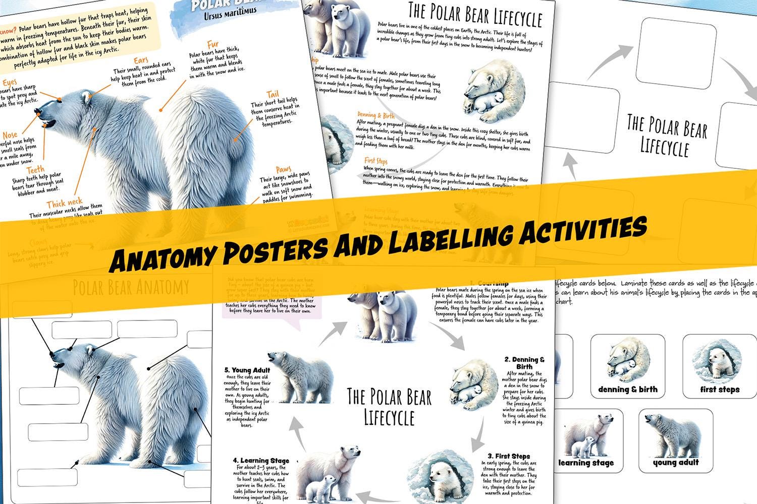 POLAR BEAR NATURE Study, Unit Study, Homeschool Printables, Life Cycle ...