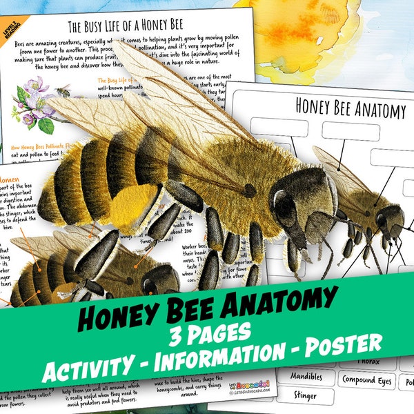 Honey Bee Information Poster - Etsy