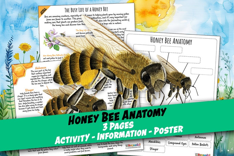 HONEY BEE ANATOMY Worksheet 3 Pages, Bee Poster and Labeling Activity ...