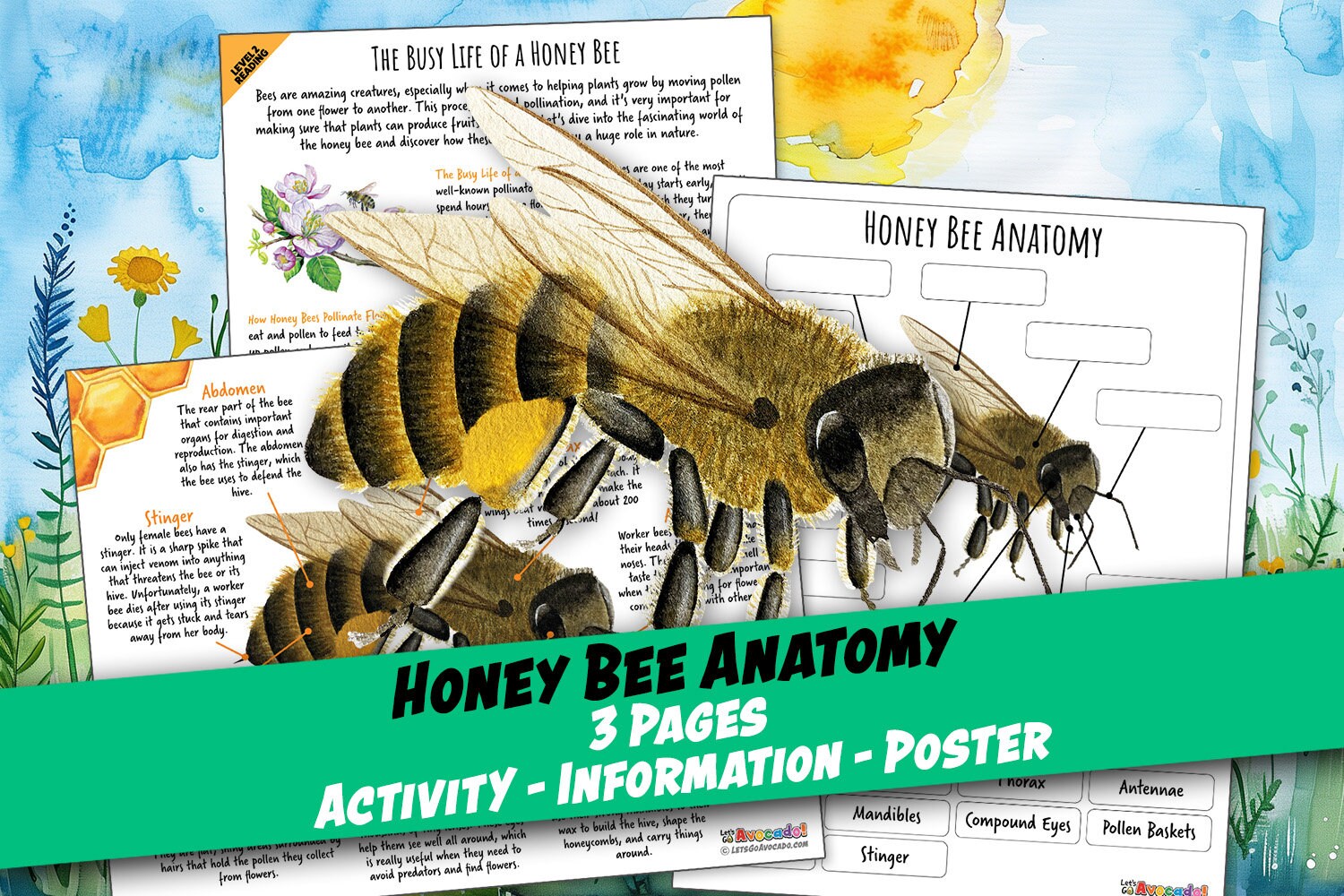 HONEY BEE ANATOMY Worksheet 3 Pages, Bee Poster and Labeling Activity ...