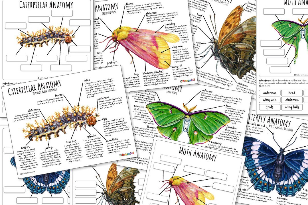 BUTTERFLY & MOTH Nature Study 88 Pages, Life Cycle, Anatomy, Unit Study ...