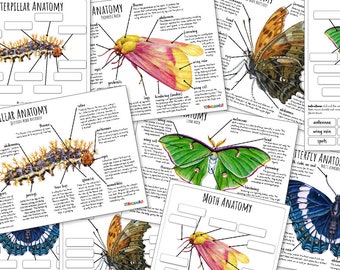 Butterfly Unit: Science Pack (Download Now) - Etsy