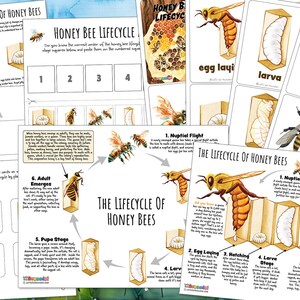 HONEY BEE LIFECYCLE Worksheet 10 Pages, Poster and Labeling Activity, 3 ...