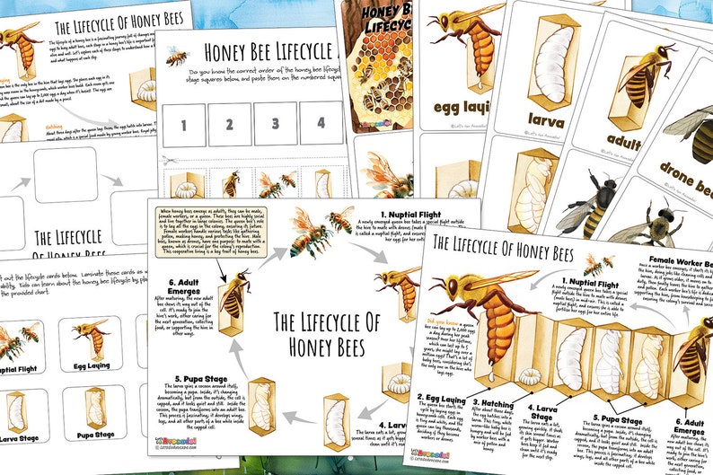 HONEY BEE LIFECYCLE Worksheet 10 Pages, Poster and Labeling Activity, 3 ...