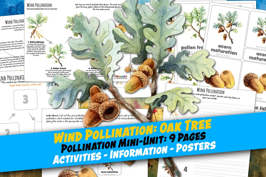 WIND POLLINATION of Oak Tree, Worksheets 9 Pages, Poster and Labeling ...