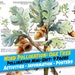 TREE Nature Unit, HUGE Printables Collection, Leaf Shape, Life Cycle ...