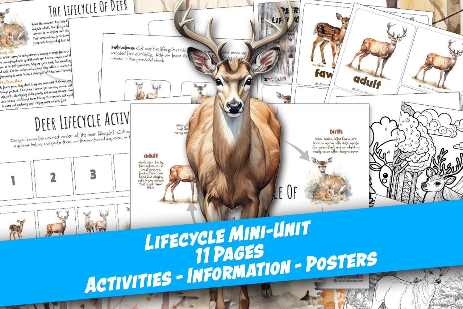 DEER LIFECYCLE Worksheet 11 Pages, Poster and Labeling Activity, 3-part ...