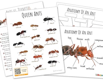 Black Garden Ant Anatomy Life Cycle - Etsy