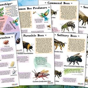 BEE POSTERS, Species Posters, Lifecycle, Anatomy, Information Poster ...