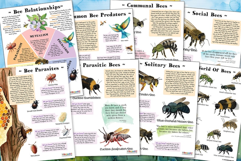 BEE POSTERS, Species Posters, Lifecycle, Anatomy, Information Poster ...