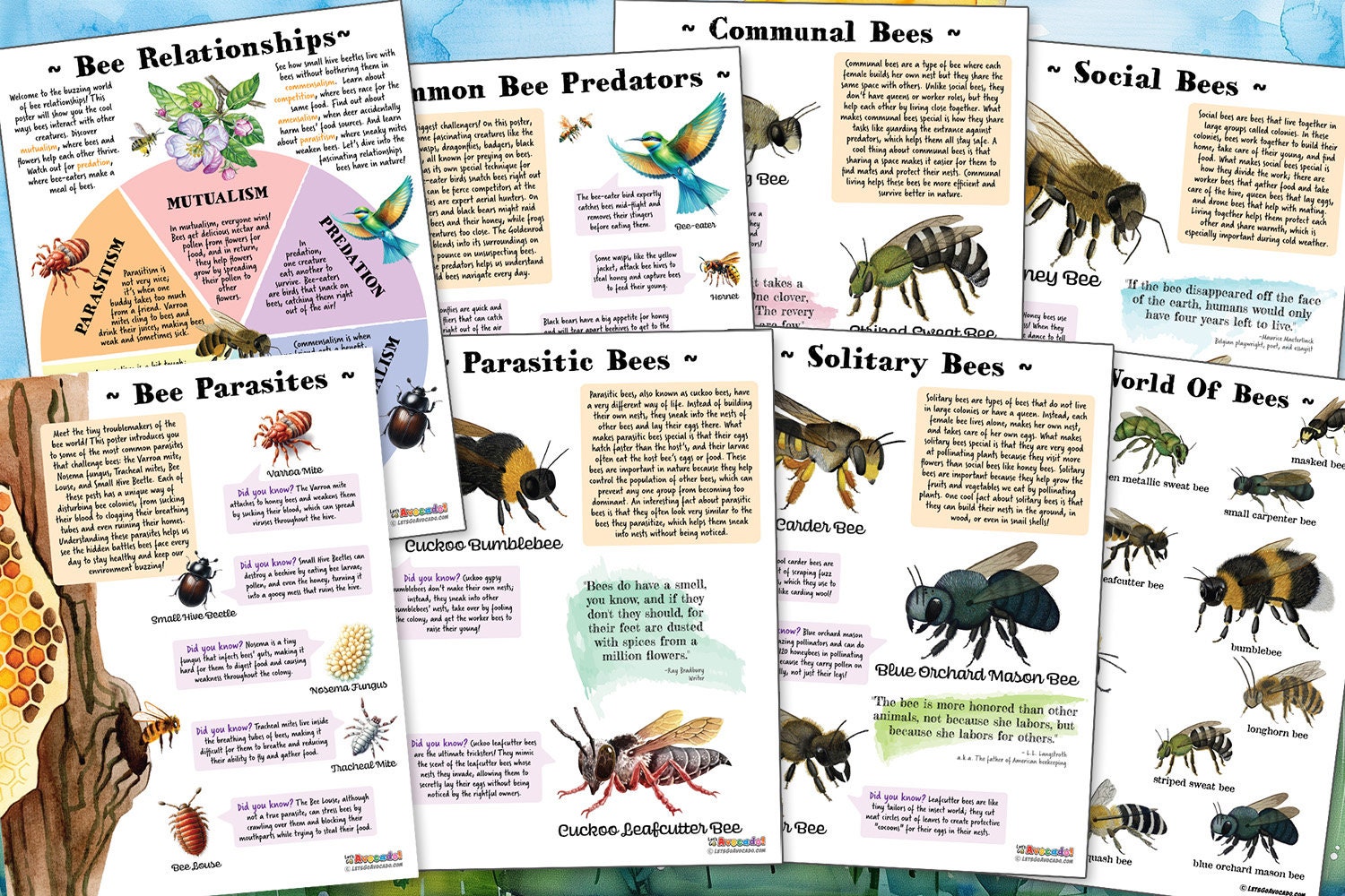 BEE POSTERS, Species Posters, Lifecycle, Anatomy, Information Poster ...