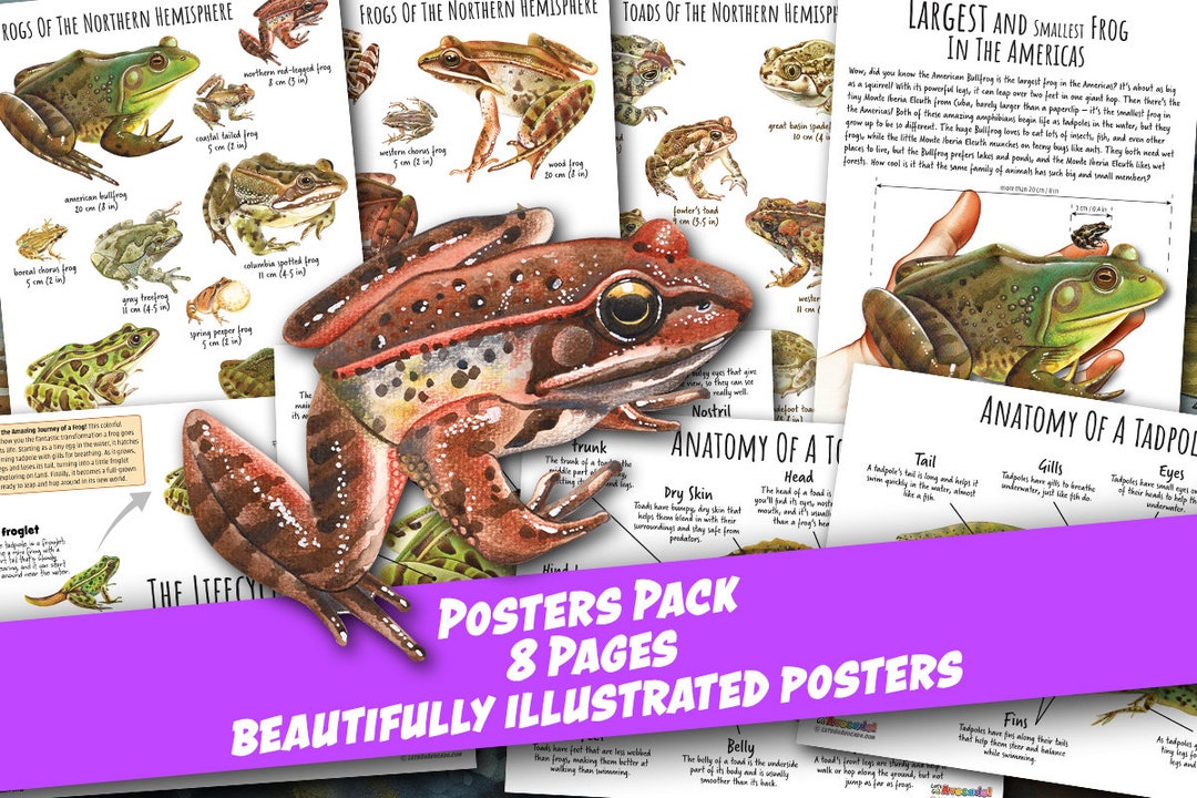 FROG and TOAD POSTERS, Species Posters, Lifecycle, Anatomy, Tadpole ...