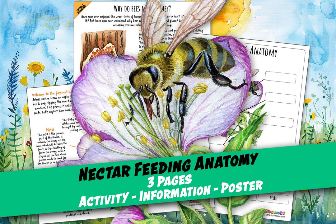 NECTAR FEEDING ANATOMY Worksheet 3 Pages, Bee Poster and Labeling ...