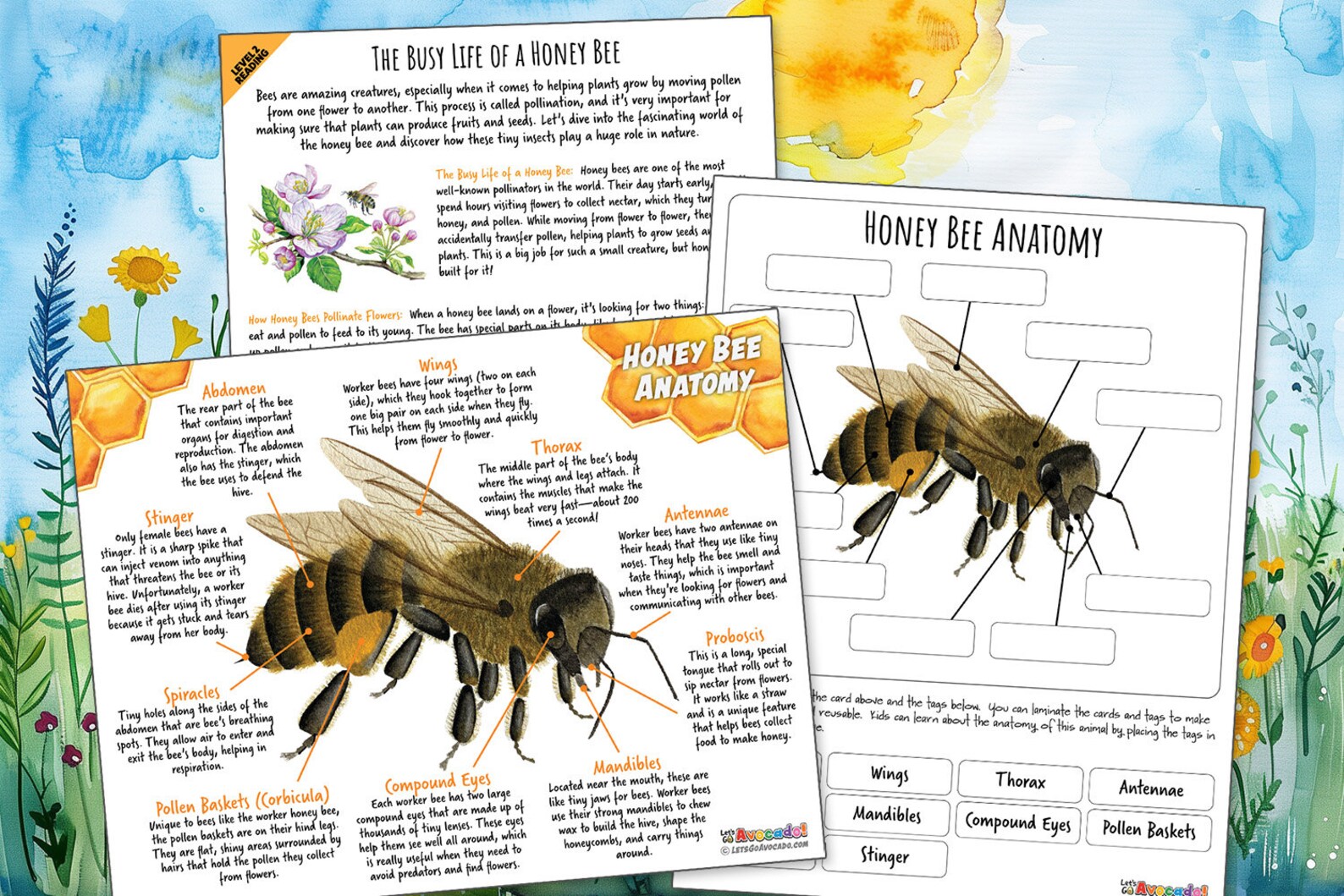 HONEY BEE ANATOMY Worksheet 3 Pages, Bee Poster and Labeling Activity ...