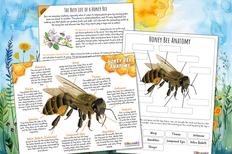 HONEY BEE ANATOMY Worksheet 3 Pages, Bee Poster and Labeling Activity ...