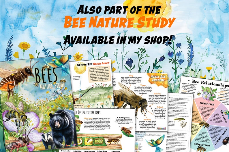 BEE POSTERS, Species Posters, Lifecycle, Anatomy, Information Poster ...