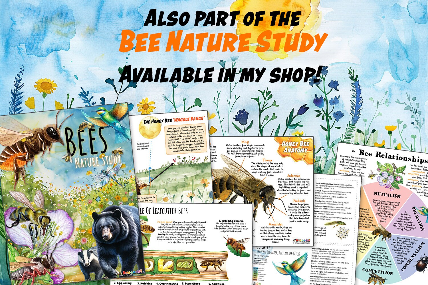 BEE POSTERS, Species Posters, Lifecycle, Anatomy, Information Poster ...