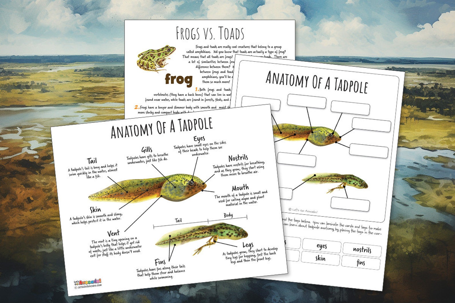 TADPOLE ANATOMY Worksheet 3 Pages, Poster and Labeling Activity, Winter ...