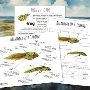 TADPOLE ANATOMY Worksheet 3 Pages, Poster and Labeling Activity, Winter ...