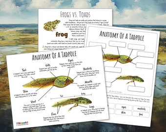 FROG ANATOMY Worksheet 3 Pages, Poster and Labeling Activity, Winter ...