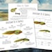 TADPOLE ANATOMY Worksheet 3 Pages, Poster and Labeling Activity, Winter ...