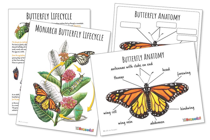 MONARCH BUTTERFLY Nature Study 40 Pages, Life Cycle, Anatomy, Unit ...