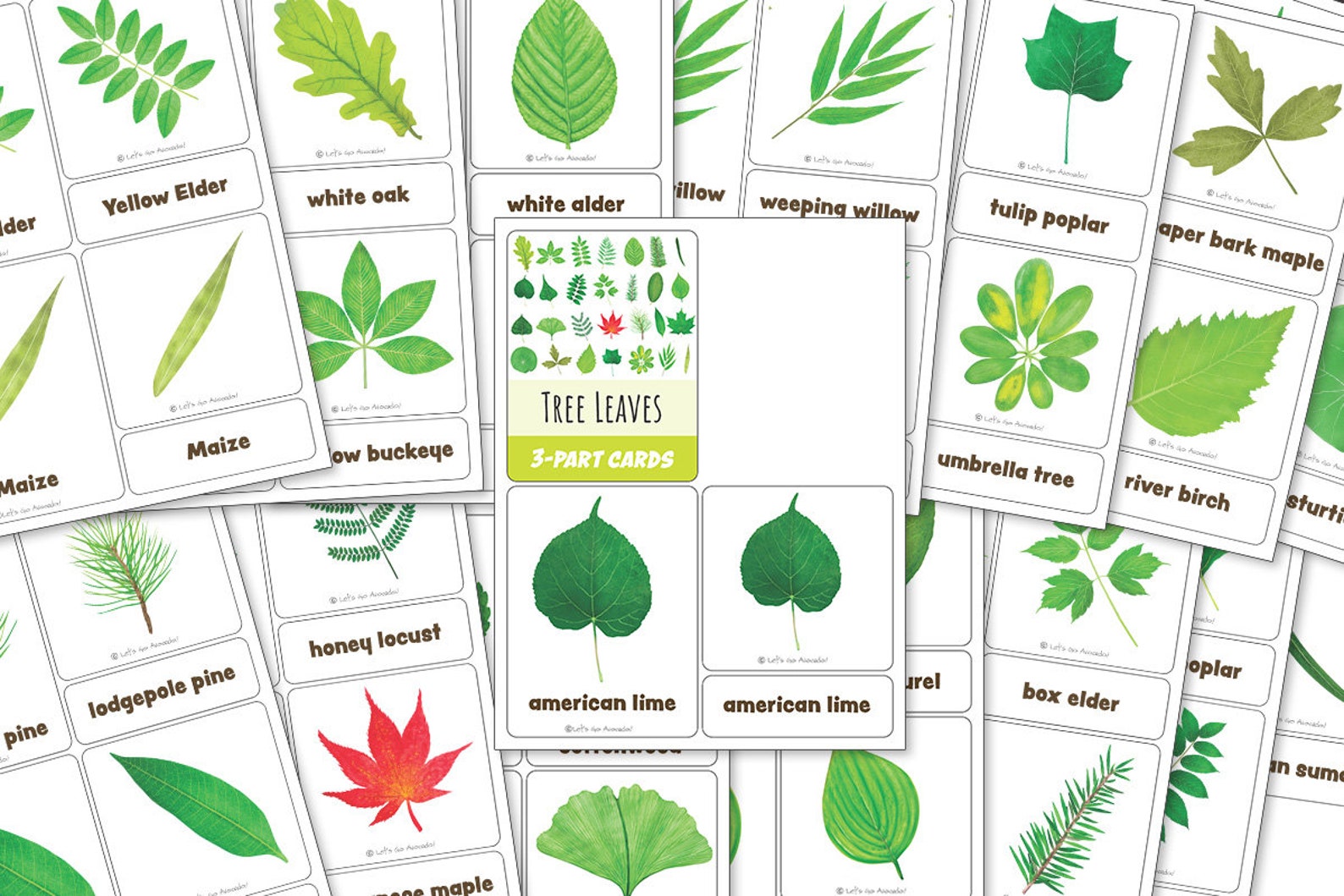 TREE Nature Unit, HUGE Printables Collection, Leaf Shape, Life Cycle ...