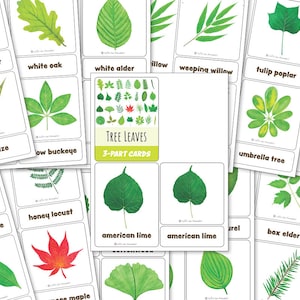 TREE Nature Unit, HUGE Printables Collection, Leaf Shape, Life Cycle ...