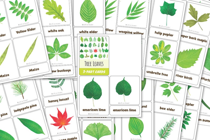 TREE Nature Unit, HUGE Printables Collection, Leaf Shape, Life Cycle ...